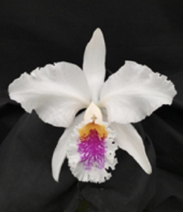 Elsner Orchideen - Import