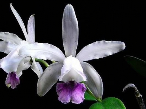 Elsner Orchideen - Cattleya intermedia 'coerulea'