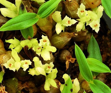 Elsner Orchideen - Dendrobium parishii