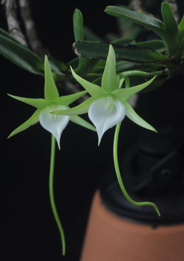 Elsner Orchideen - Angraecum dollii