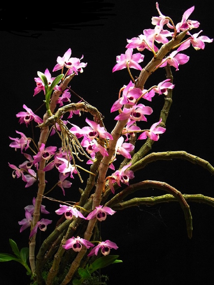 Elsner Orchideen - Dendrobium parishii