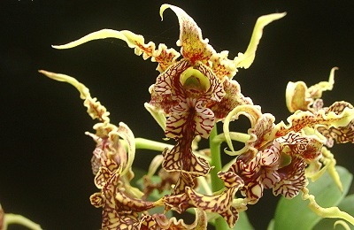 Elsner Orchideen - Dendrobium spectabile