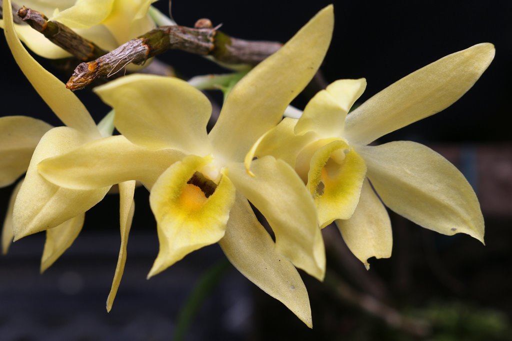 Elsner Orchideen - Dendrobium wilsonii 'yellow'