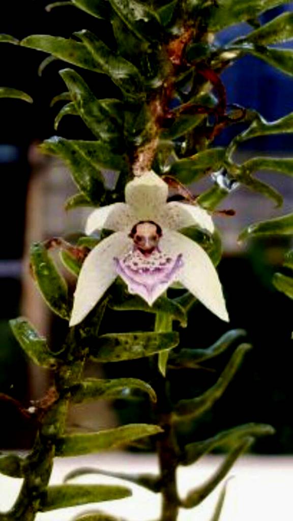 Elsner Orchideen - Dichaea species (Mexico)