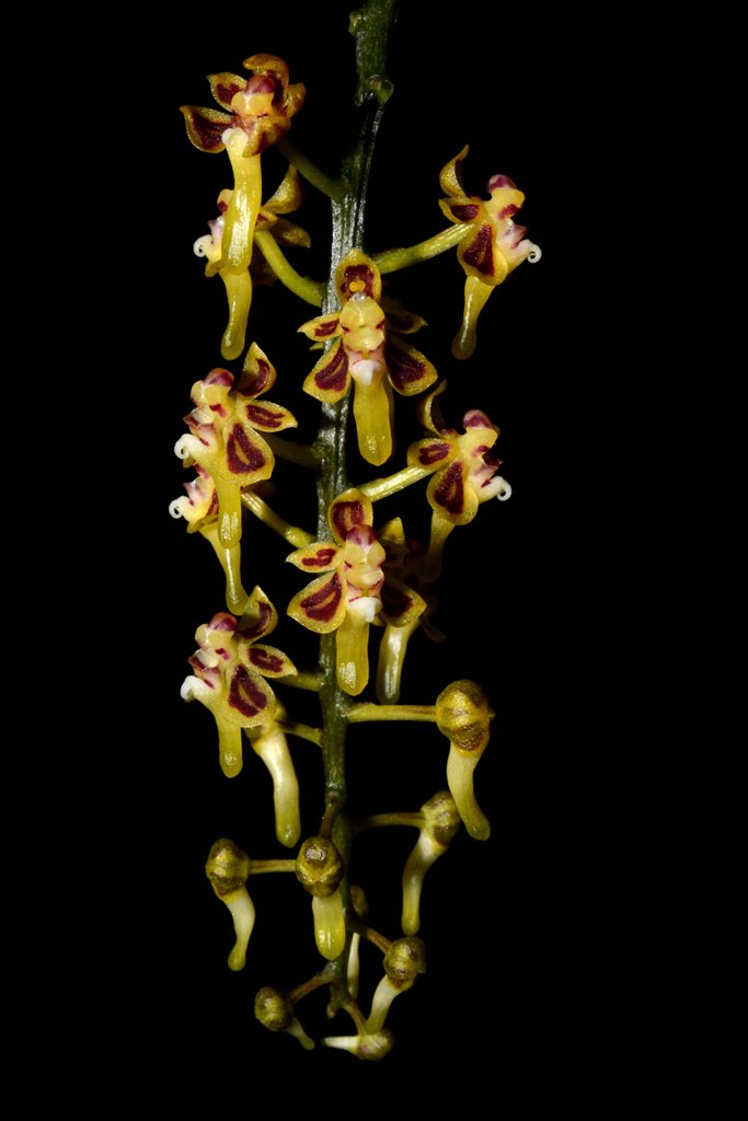 Elsner Orchideen - Malleola dentifera