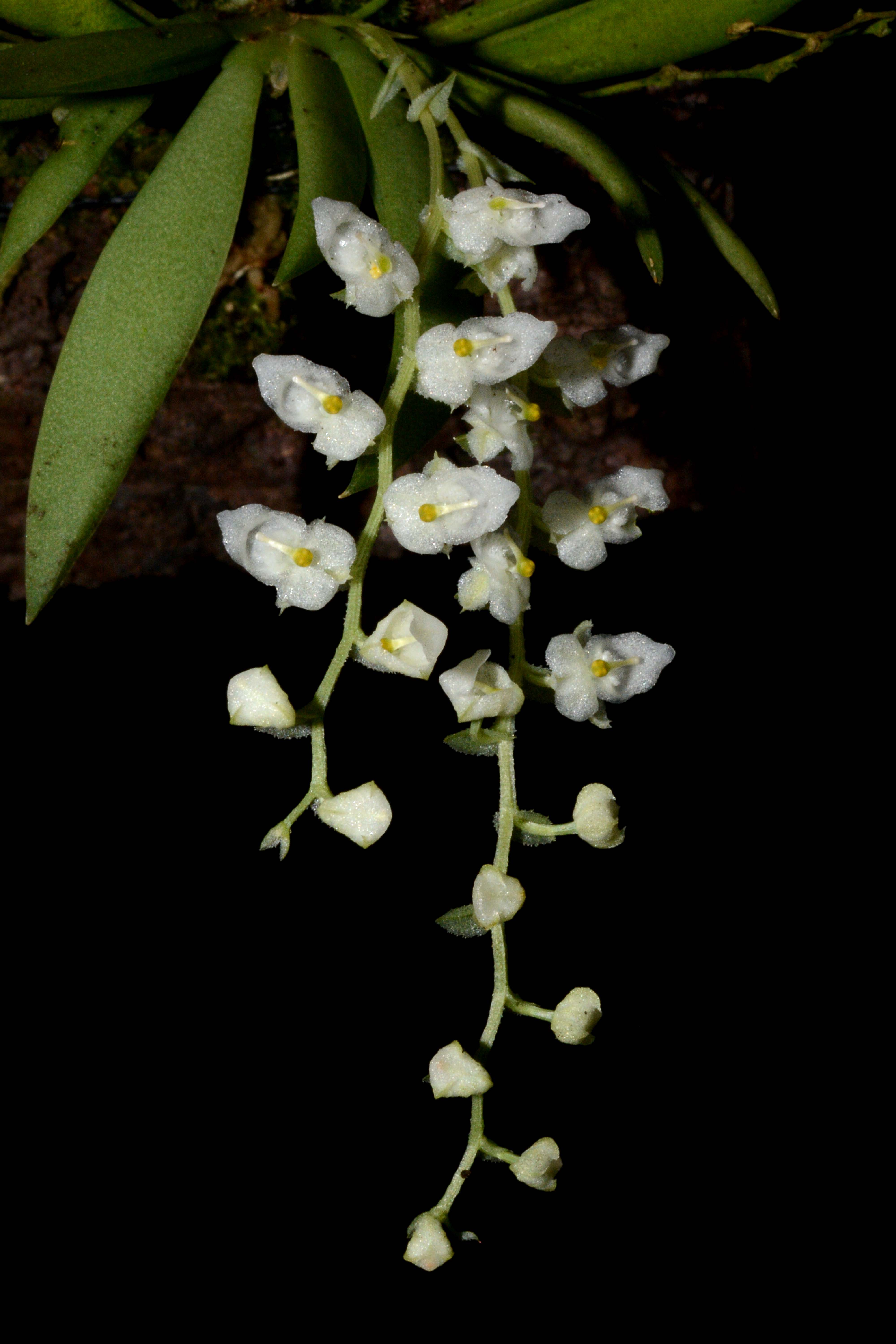 Elsner Orchideen - Ornithocephalus manabina
