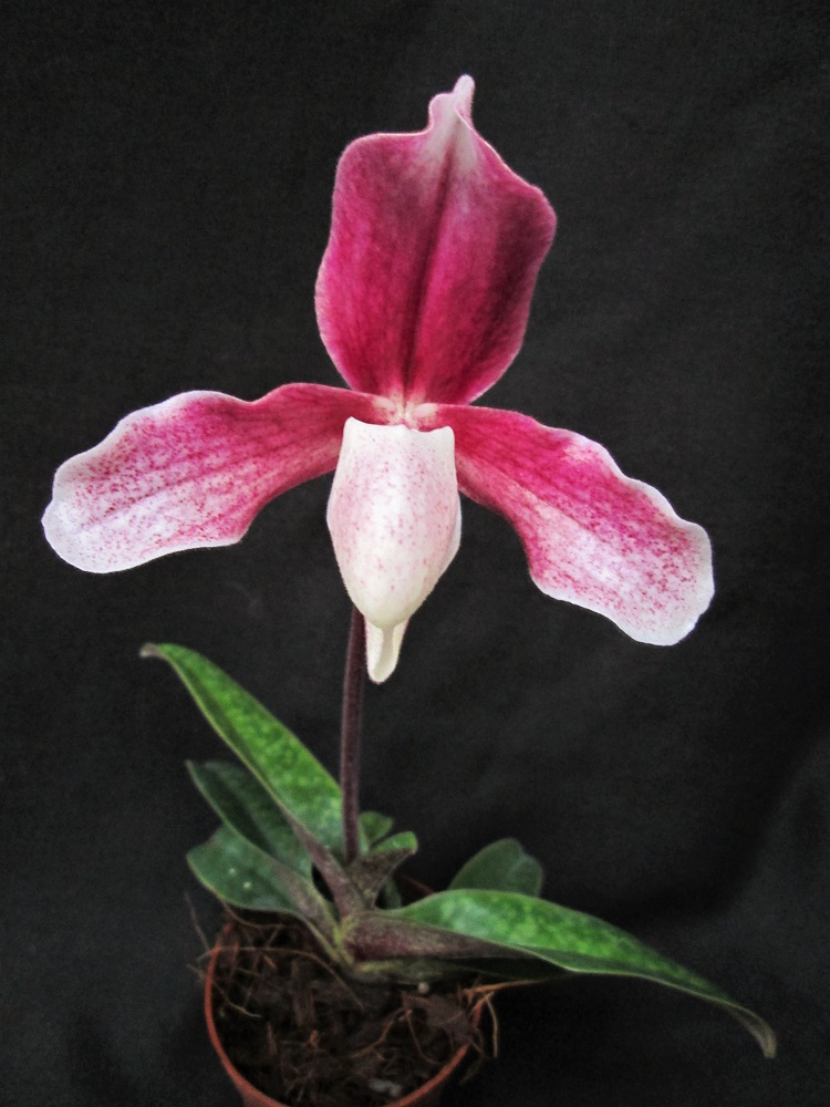 Elsner Orchideen - Paphiopedilum ( niveum x Wenshanense) x charlesworthii