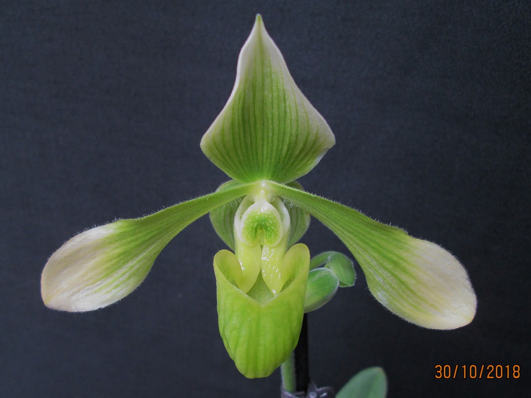 Elsner Orchideen - Paphiopedilum venustum album x haynaldianum album