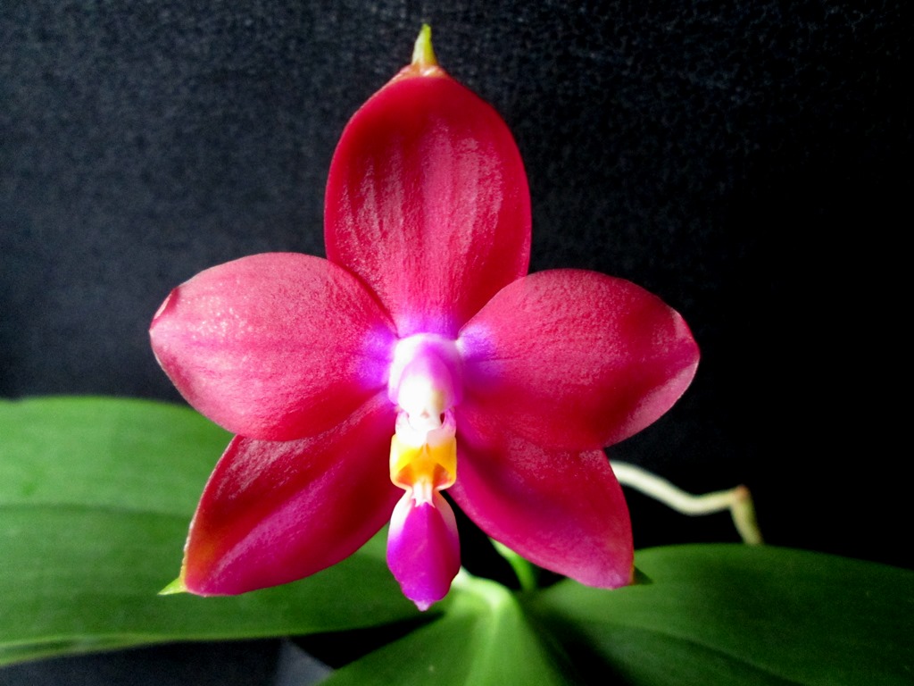 Elsner Orchideen - Phalaenopsis Nobby's Green Eagle x Princess Kaiulani