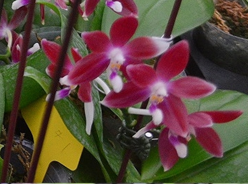 Elsner Orchideen - Phalaenopsis speciosa 'Red'