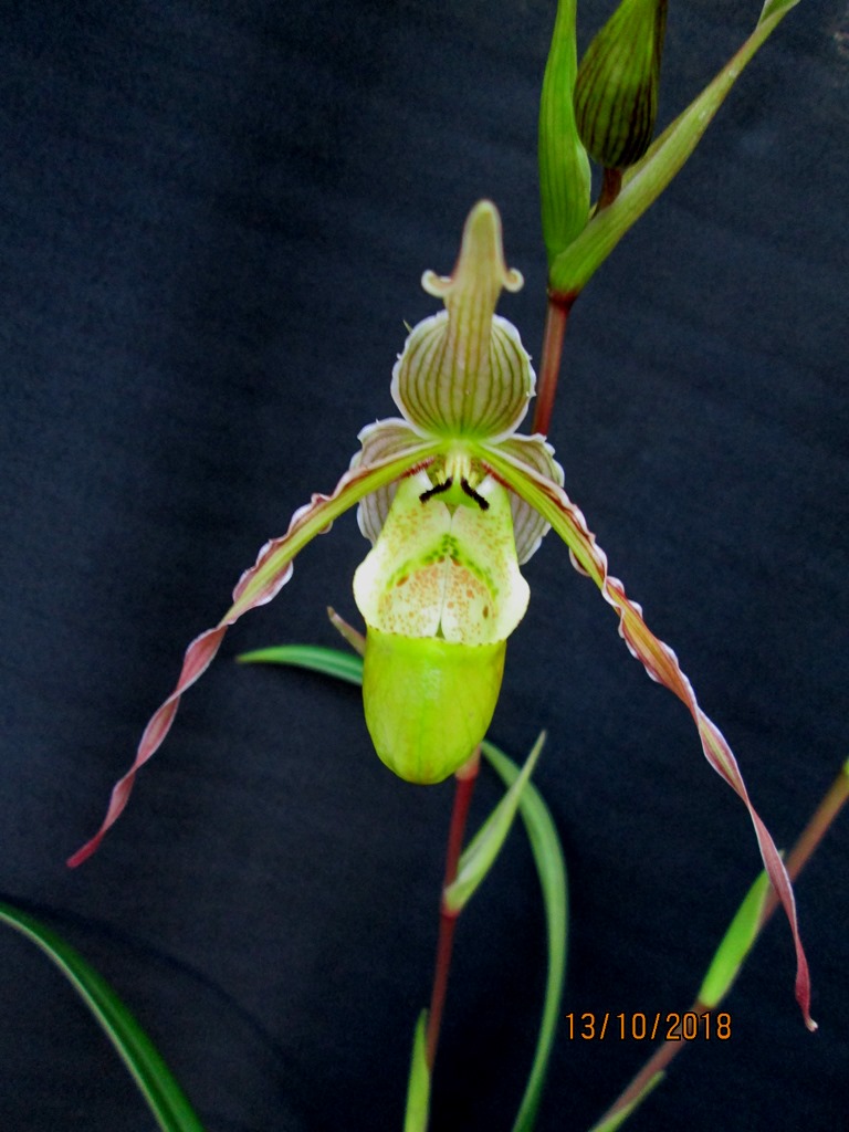 Elsner Orchideen - Phragmipedium longifolium