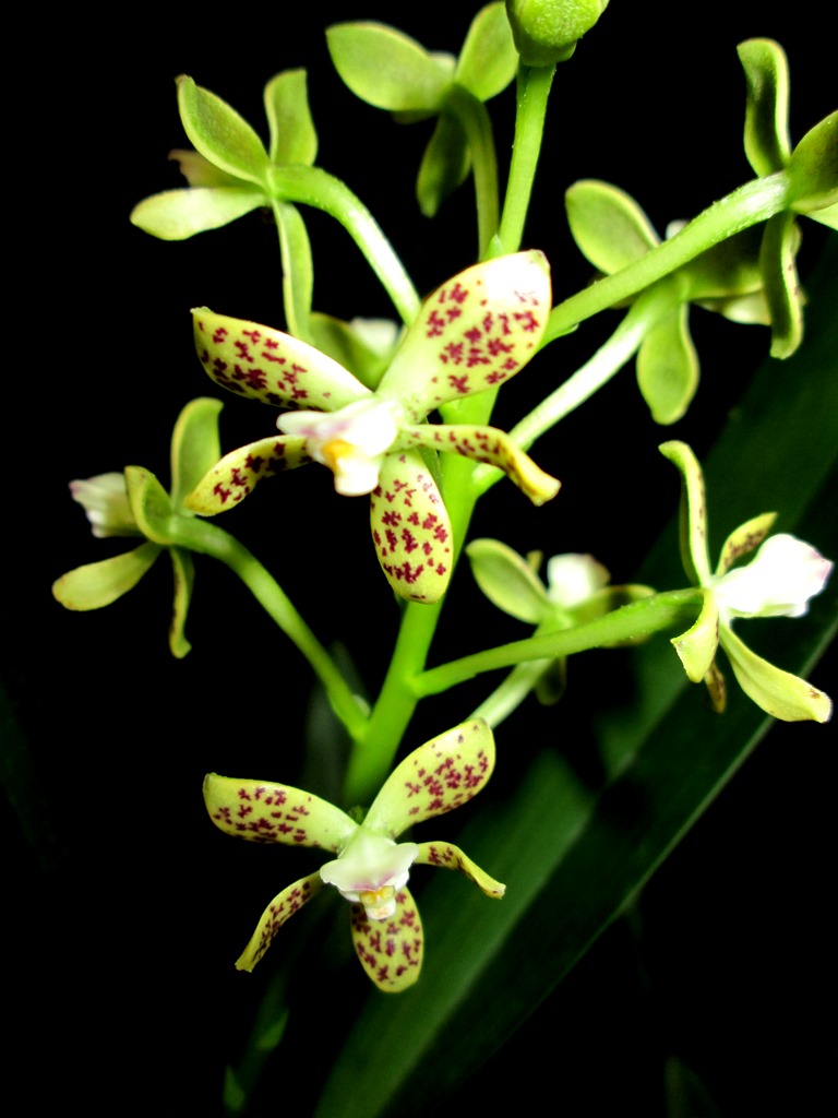 Elsner Orchideen - Prosthechea vespa