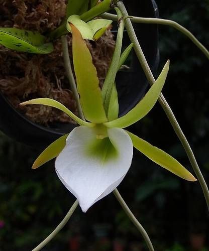 Elsner Orchideen - Angraecum infundibulare