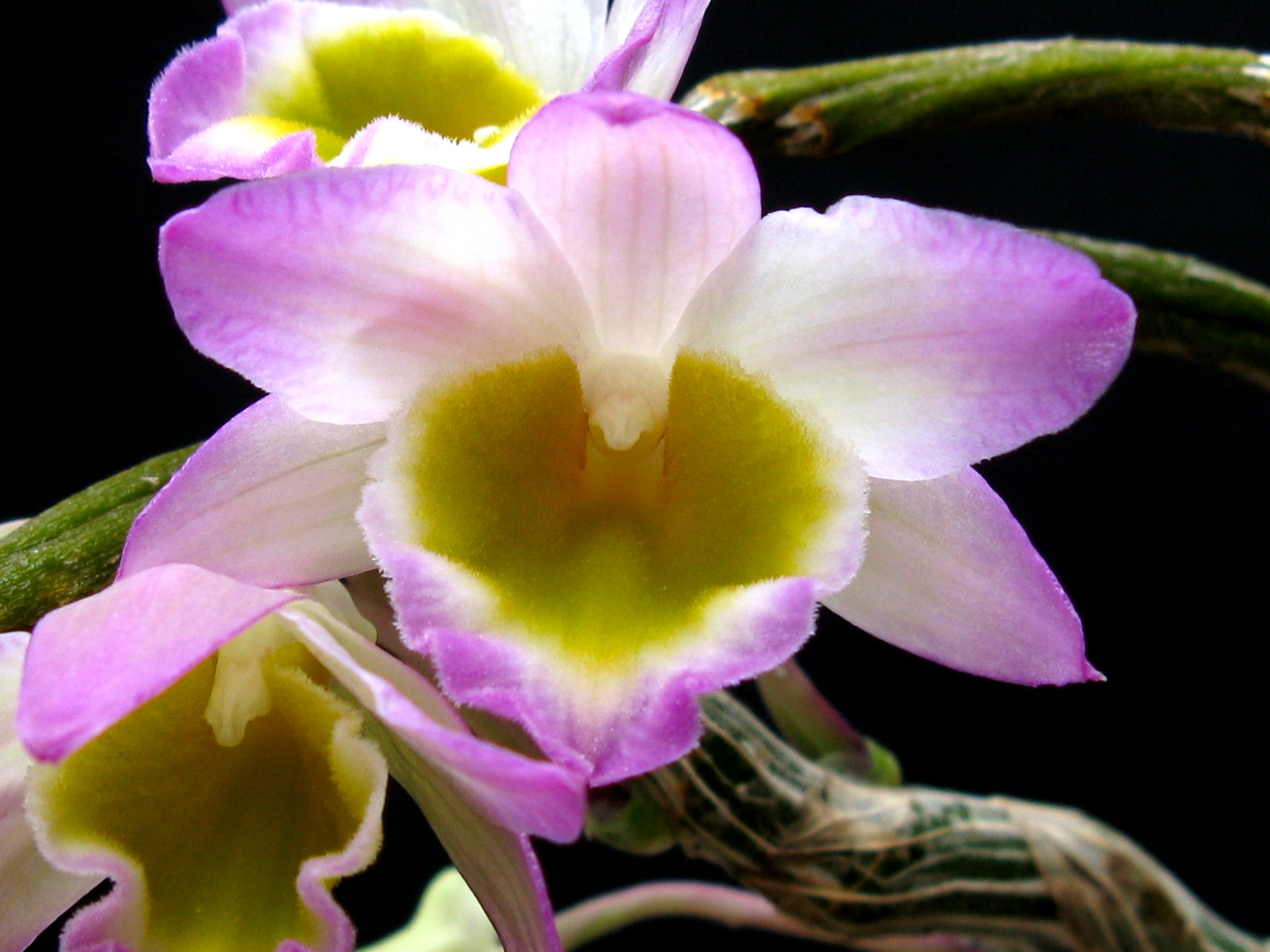 Elsner Orchideen - Dendrobium crepidatum var. assamica