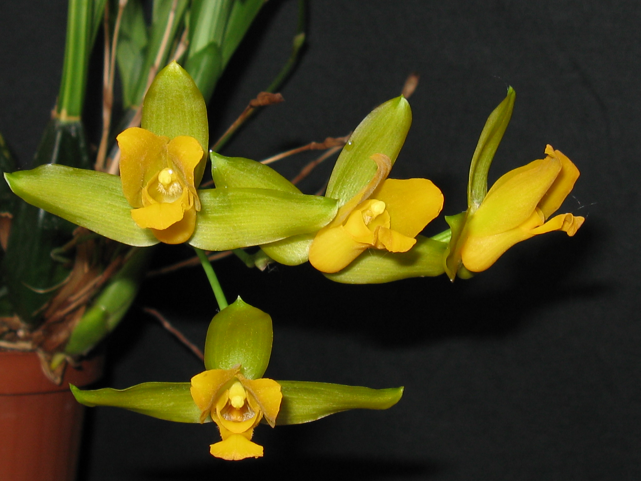 Elsner Orchideen - Lycaste aromatica