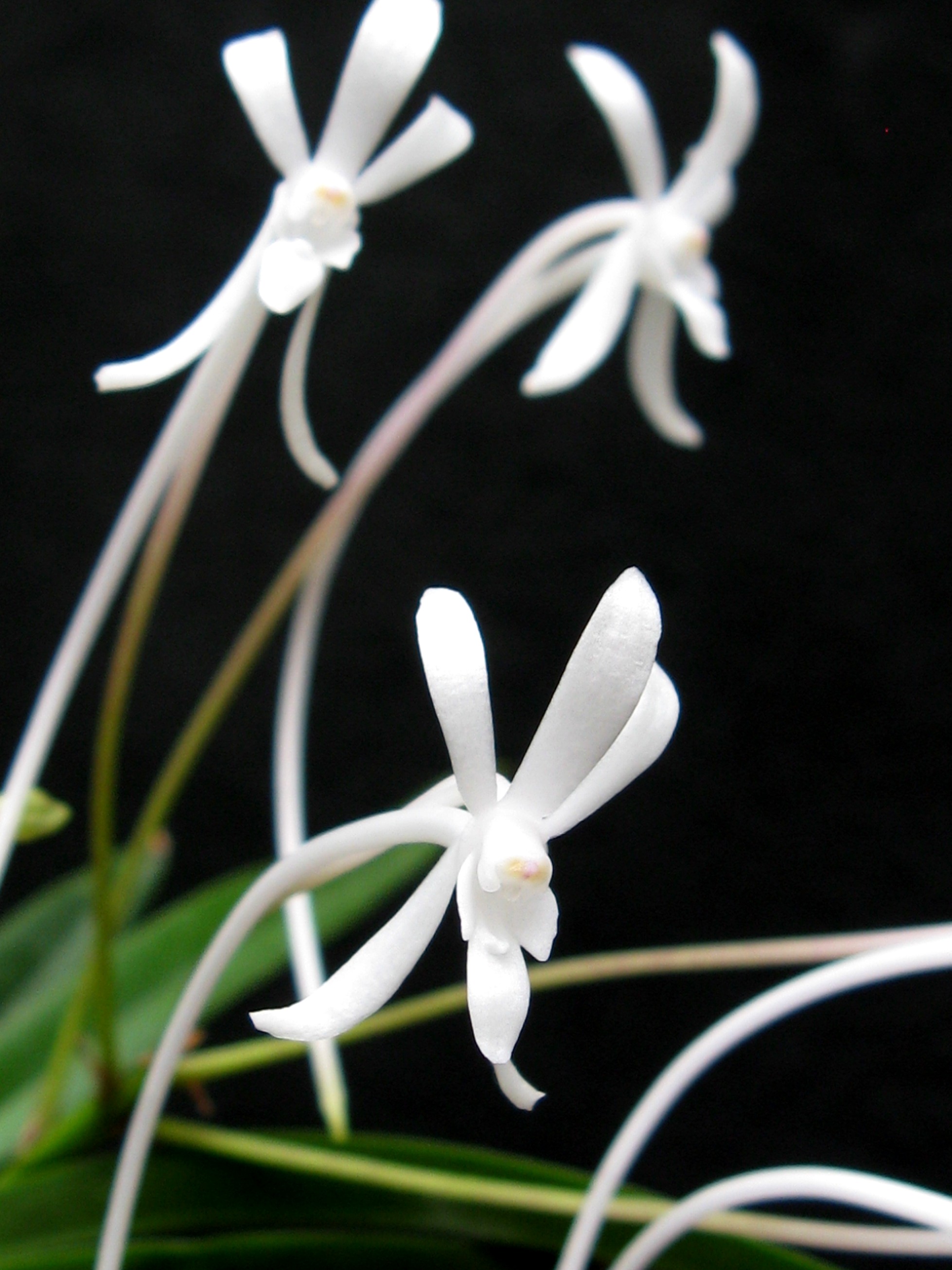 Elsner Orchideen - Neofinetia falcata