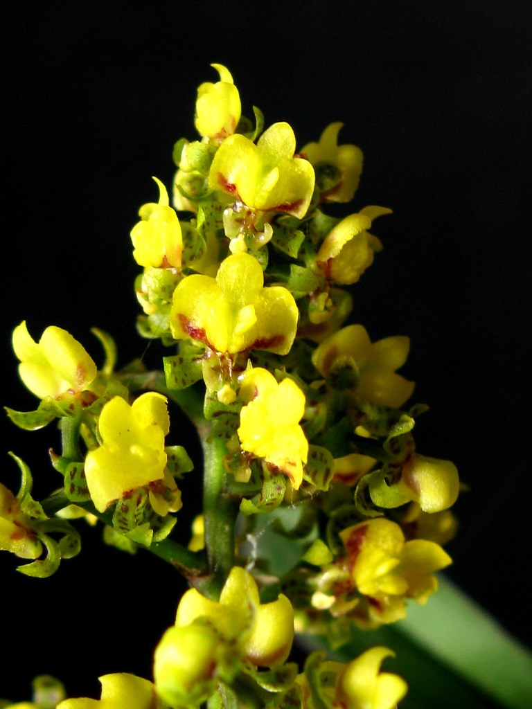 Elsner Orchideen - Trichocentrum pumilum (Oncidium)
