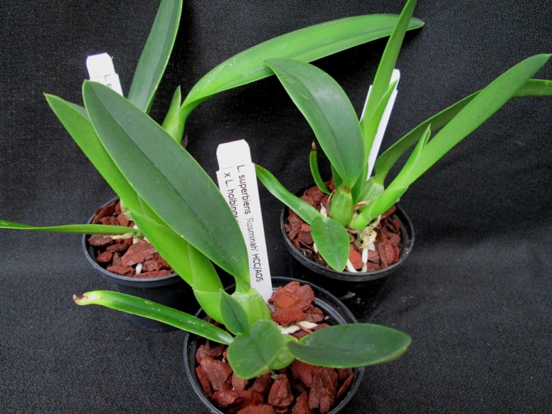 Elsner Orchideen - Laelia superbiens x Laelia halbingeriana