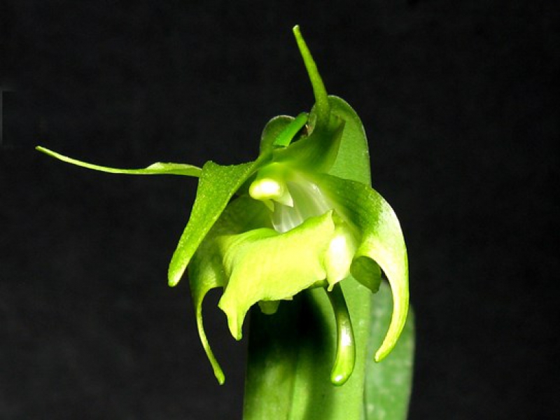 Elsner Orchideen - Aeranthes ramosa