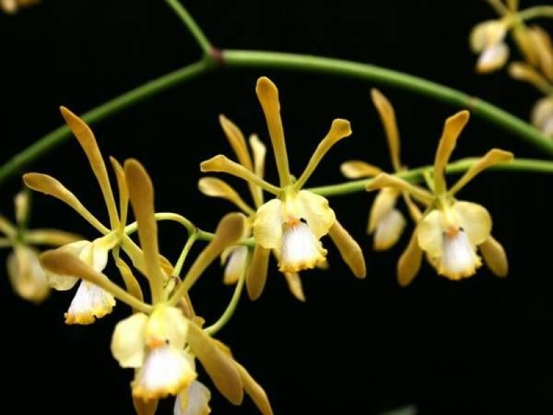 Elsner Orchideen - Encyclia alata flavus