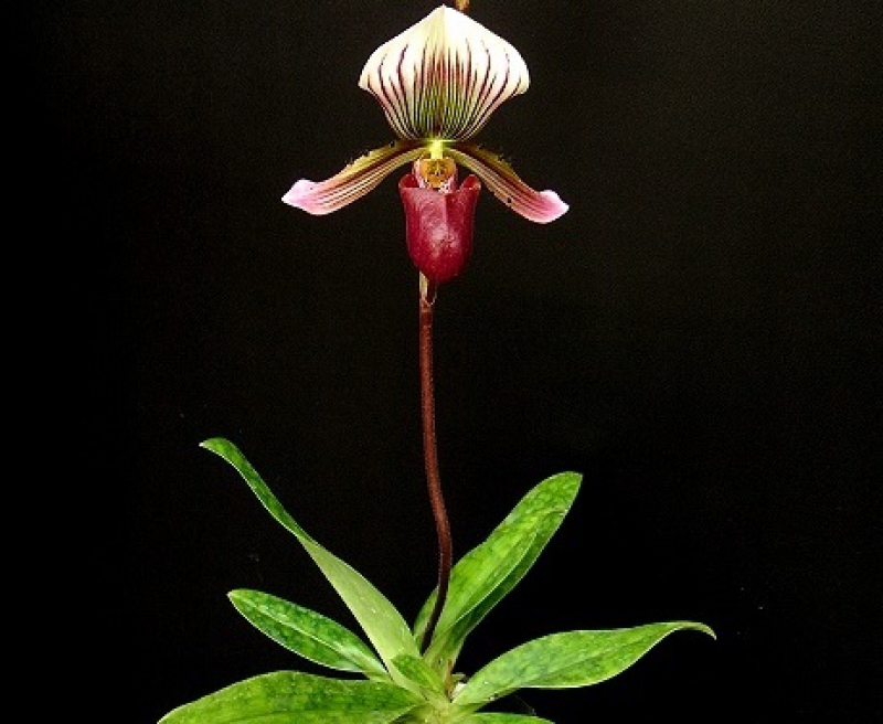 Elsner Orchideen - Paphiopedilum barbatum var. nigritum
