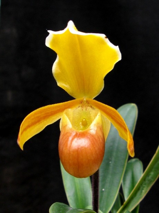 Elsner Orchideen - Paphiopedilum helenae x self
