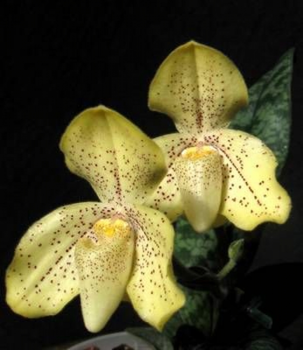 Elsner Orchideen - Paphiopedilum concolor