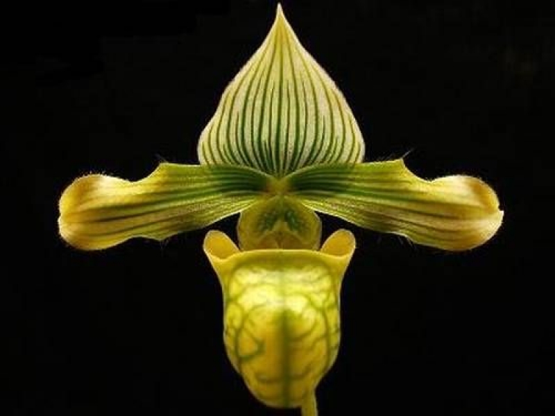 Elsner Orchideen - Paphiopedilum venustum 'album'